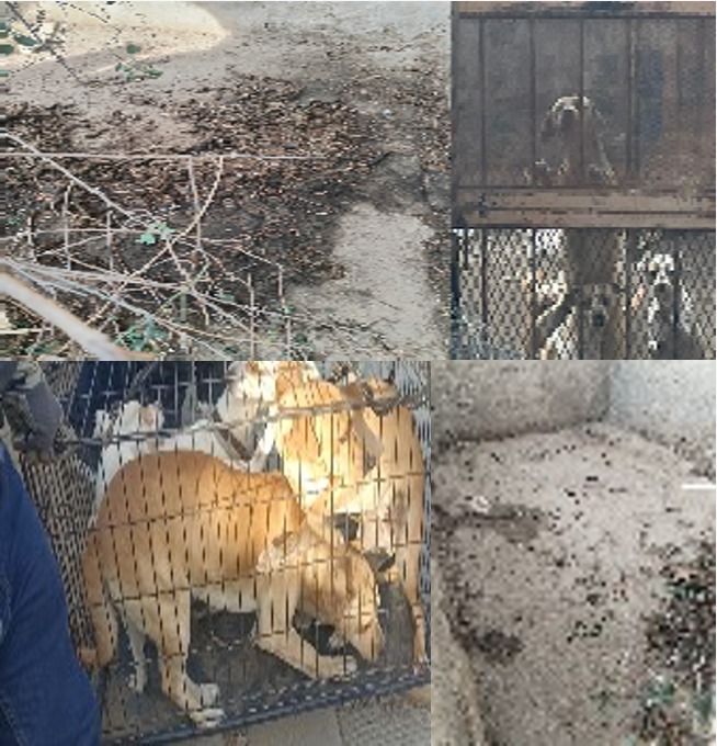 RESCATAN NUEVE PERROS DURANTE CATEO POR MALTRATO ANIMAL - Tijuana en la ...